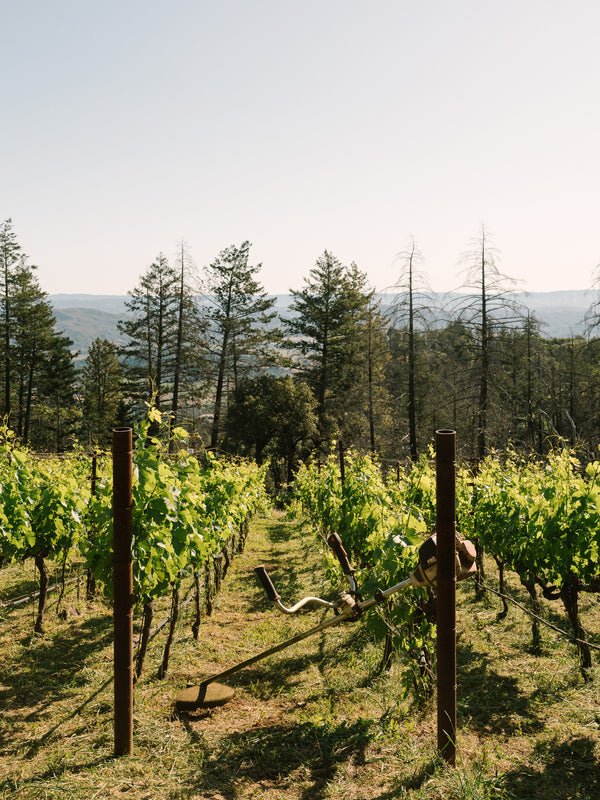 Cedarman Zinfandel Howell Mountain – Turley Wine Cellars