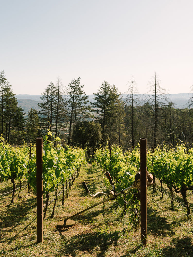Cedarman Zinfandel Howell Mountain – Turley Wine Cellars