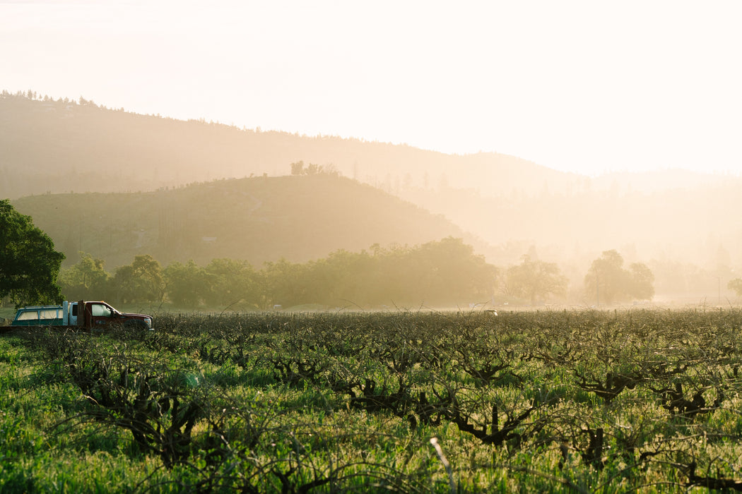Online Store – Turley Wine Cellars
